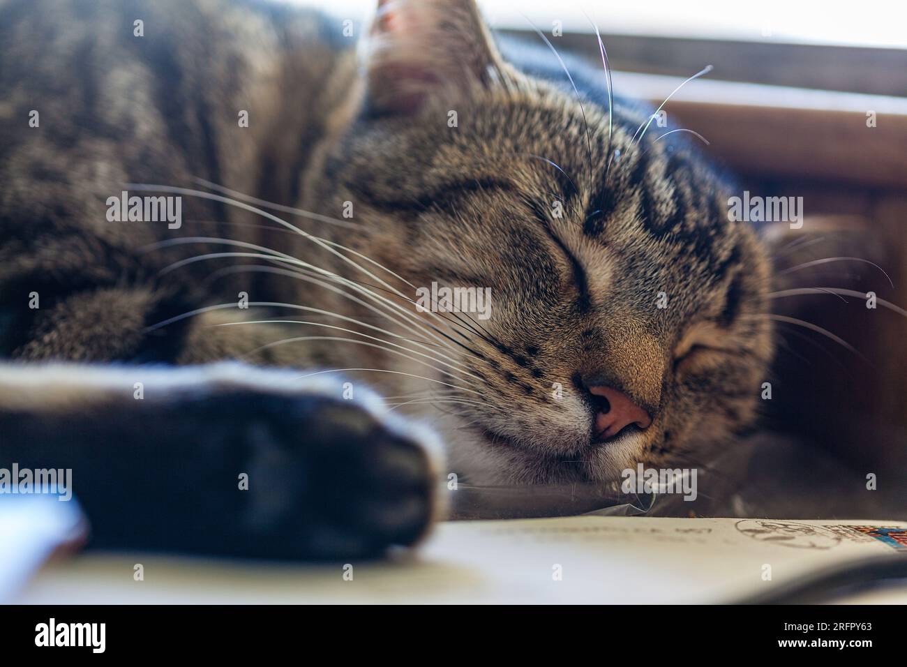 A Mackeral Tabby cat named George Kittle snoozes on a desktop Stock ...