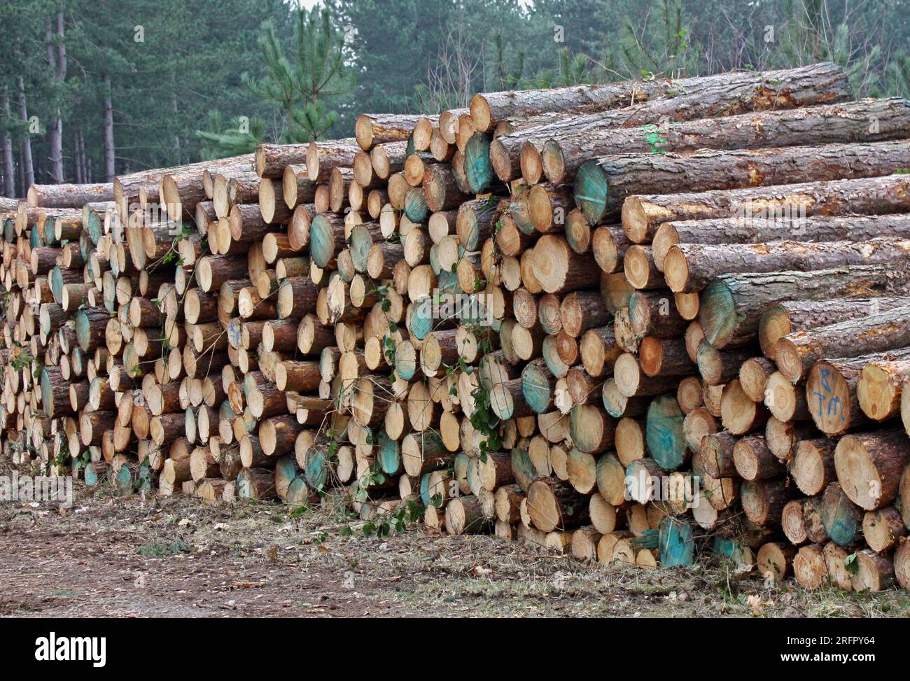 A Stack of Cut Logs on a Forestry Site Stock Photo - Alamy