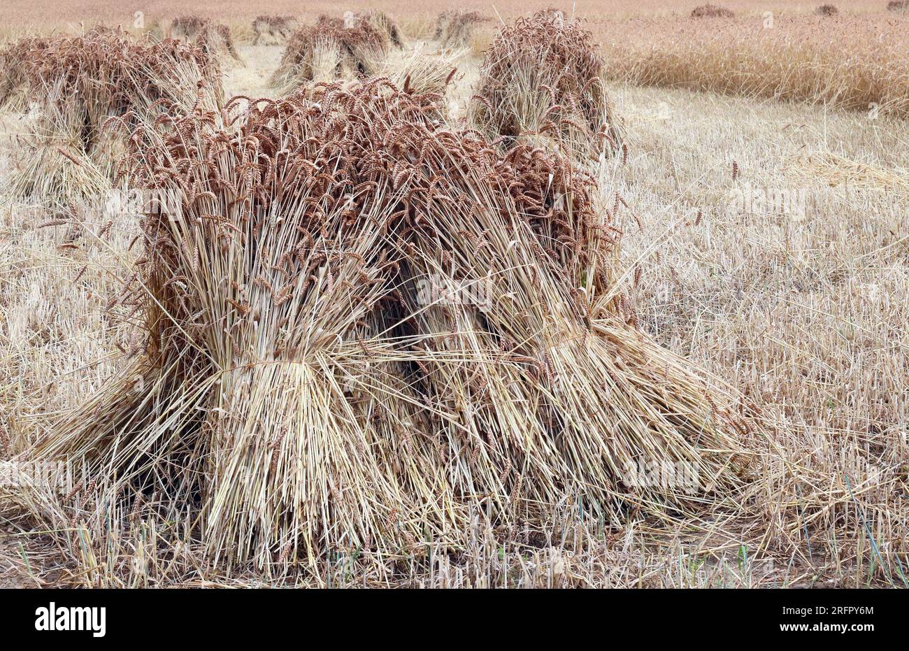 Stooks of straw standing and drying in a stubble field. The dry straw ...