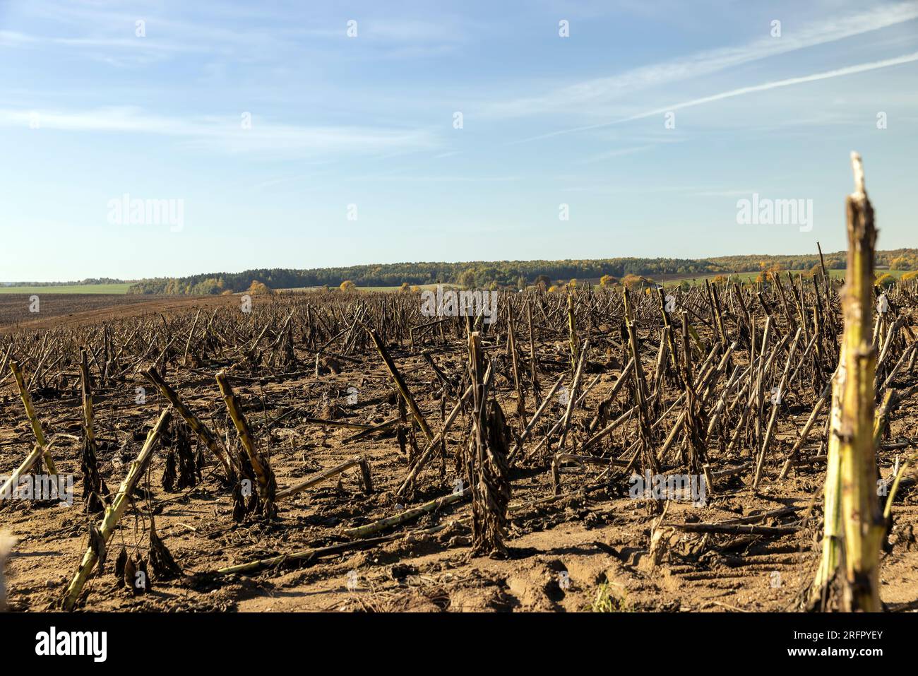 Agricultural field after sunflower harvest, black dry stalks from sunflowers harvest that is ...