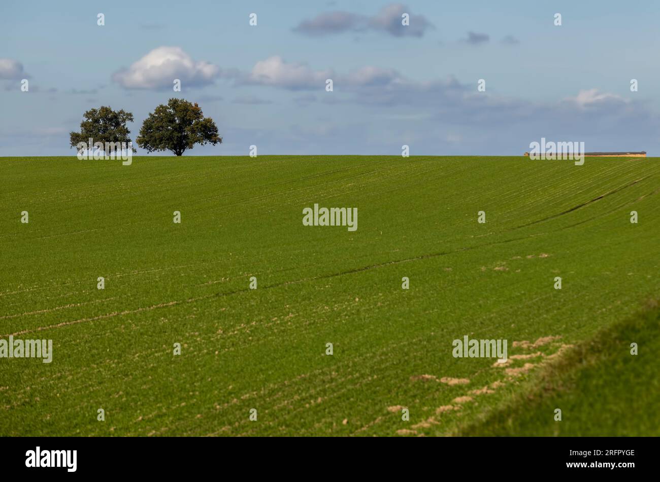 Two trees growing on the horizon fields with green cereals, autumn ...