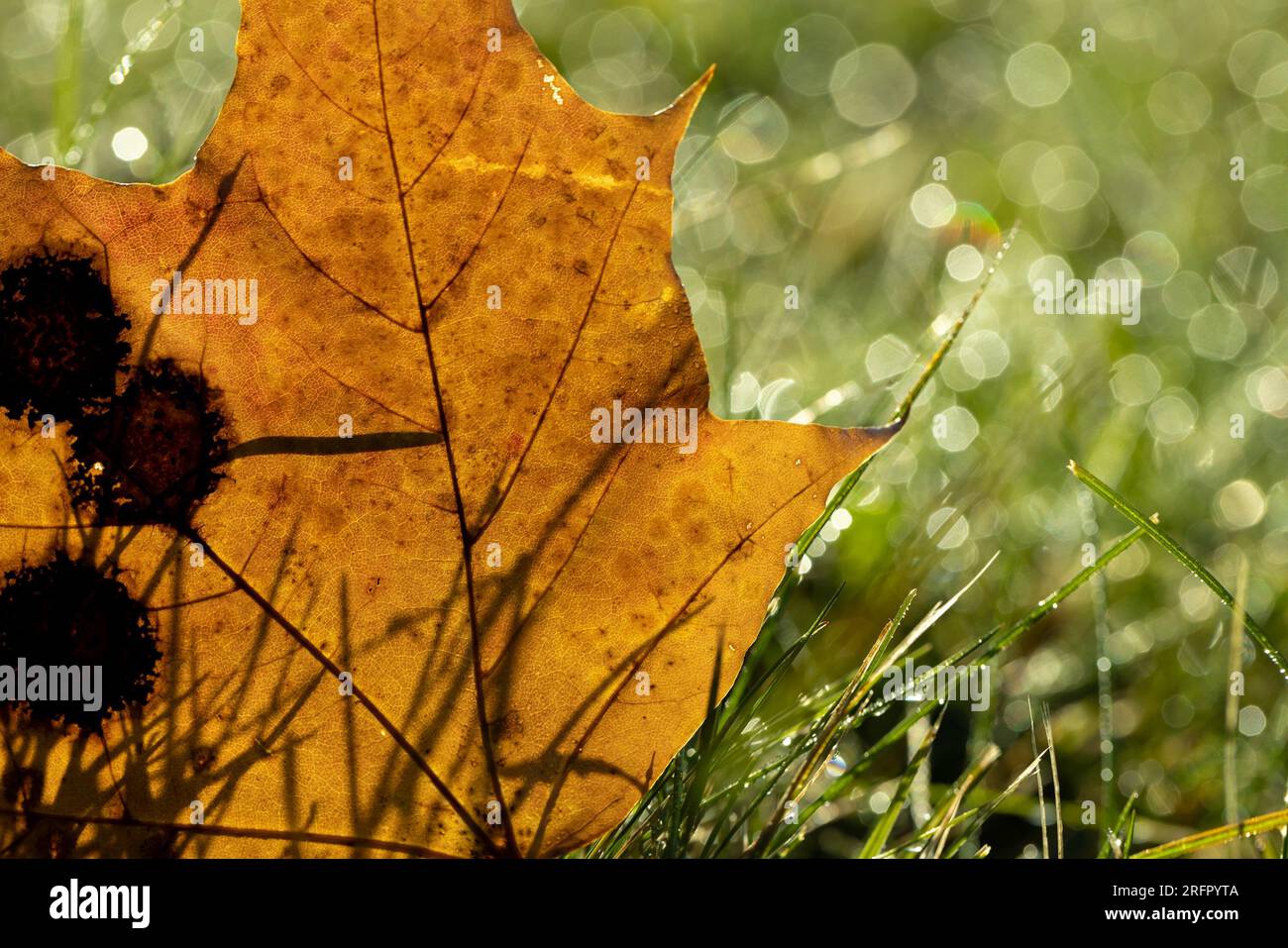 Winter wheat variety covered with dew drops after frost, green fresh ...