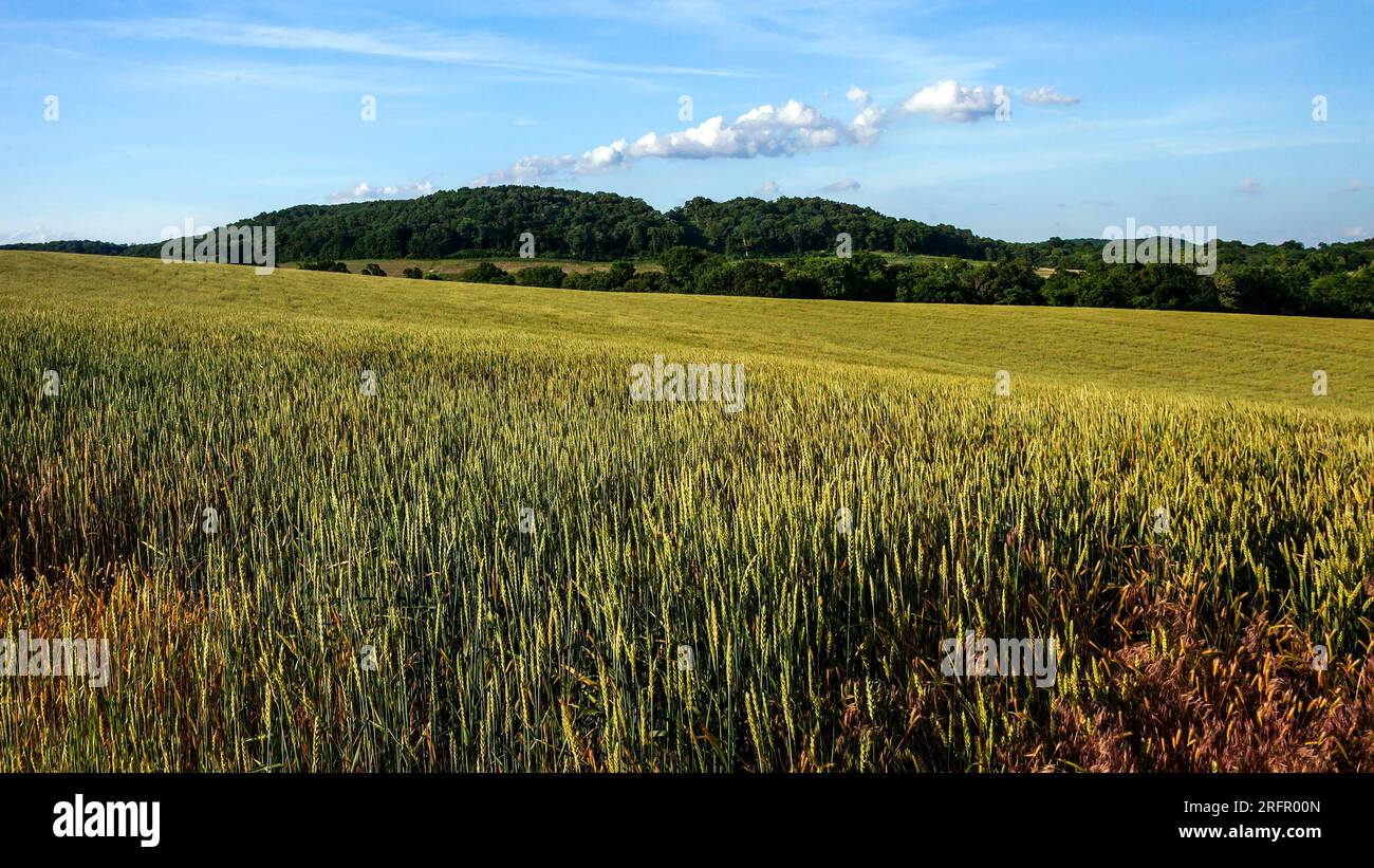 rural farm field on a rolling hill near wooded area under a cloudy sky ...