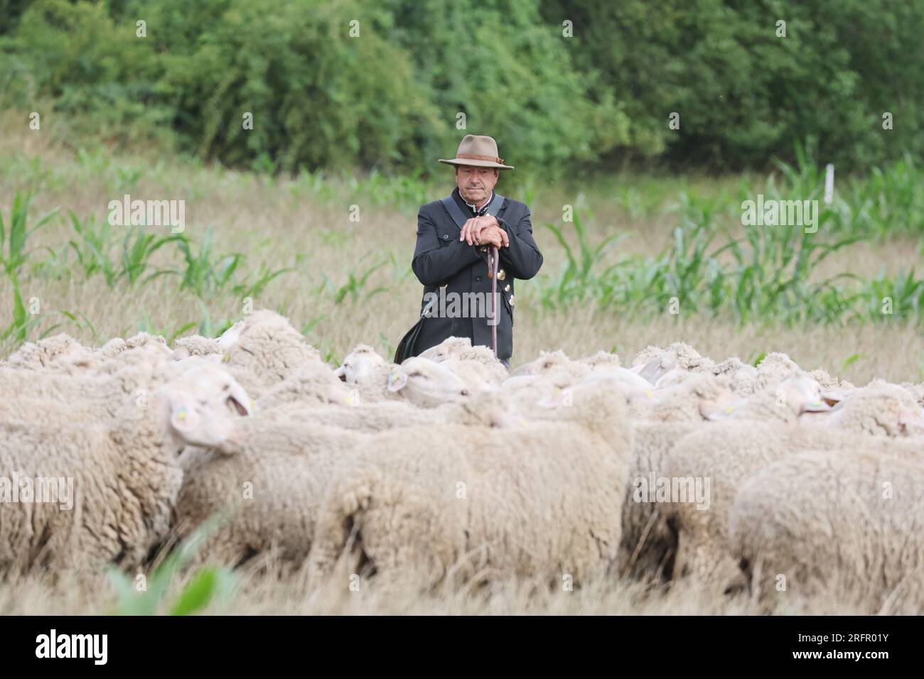 Hohenfelden, Germany. 05th Aug, 2023. Shepherd Herbert Kind from ...