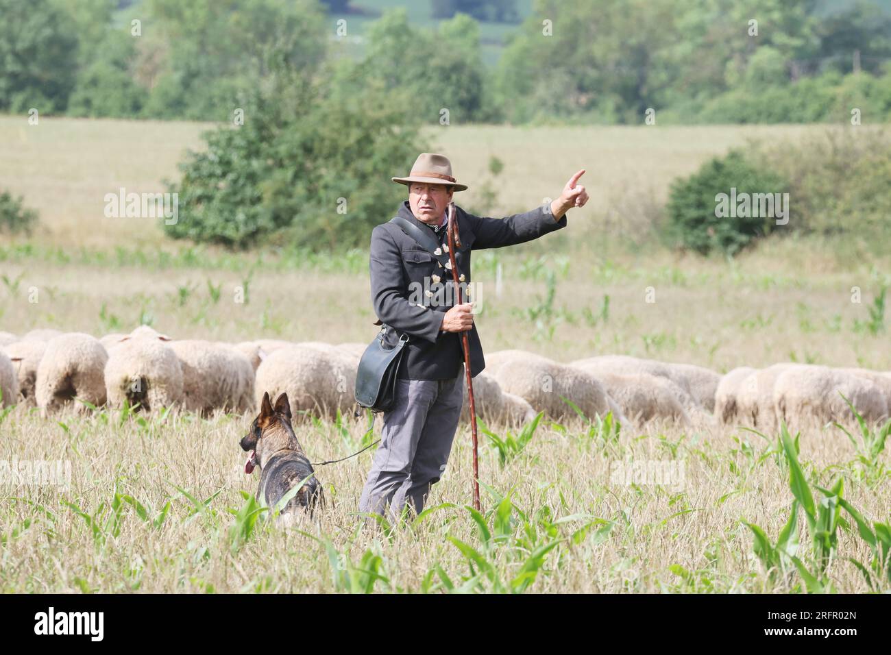 Hohenfelden, Germany. 05th Aug, 2023. Shepherd Herbert Kind from ...