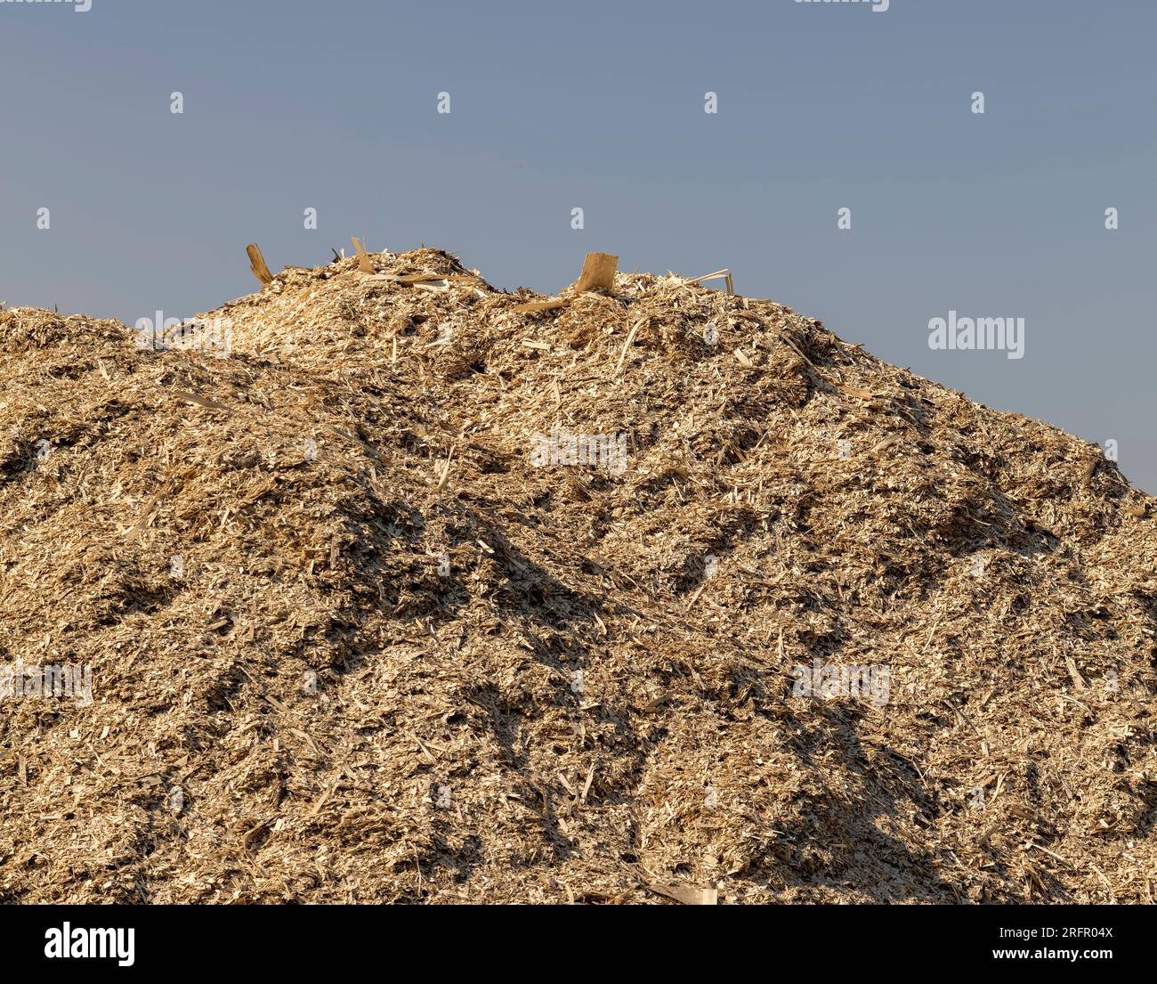 A huge pile of sawdust at a woodworking company, sawdust is unloaded ...