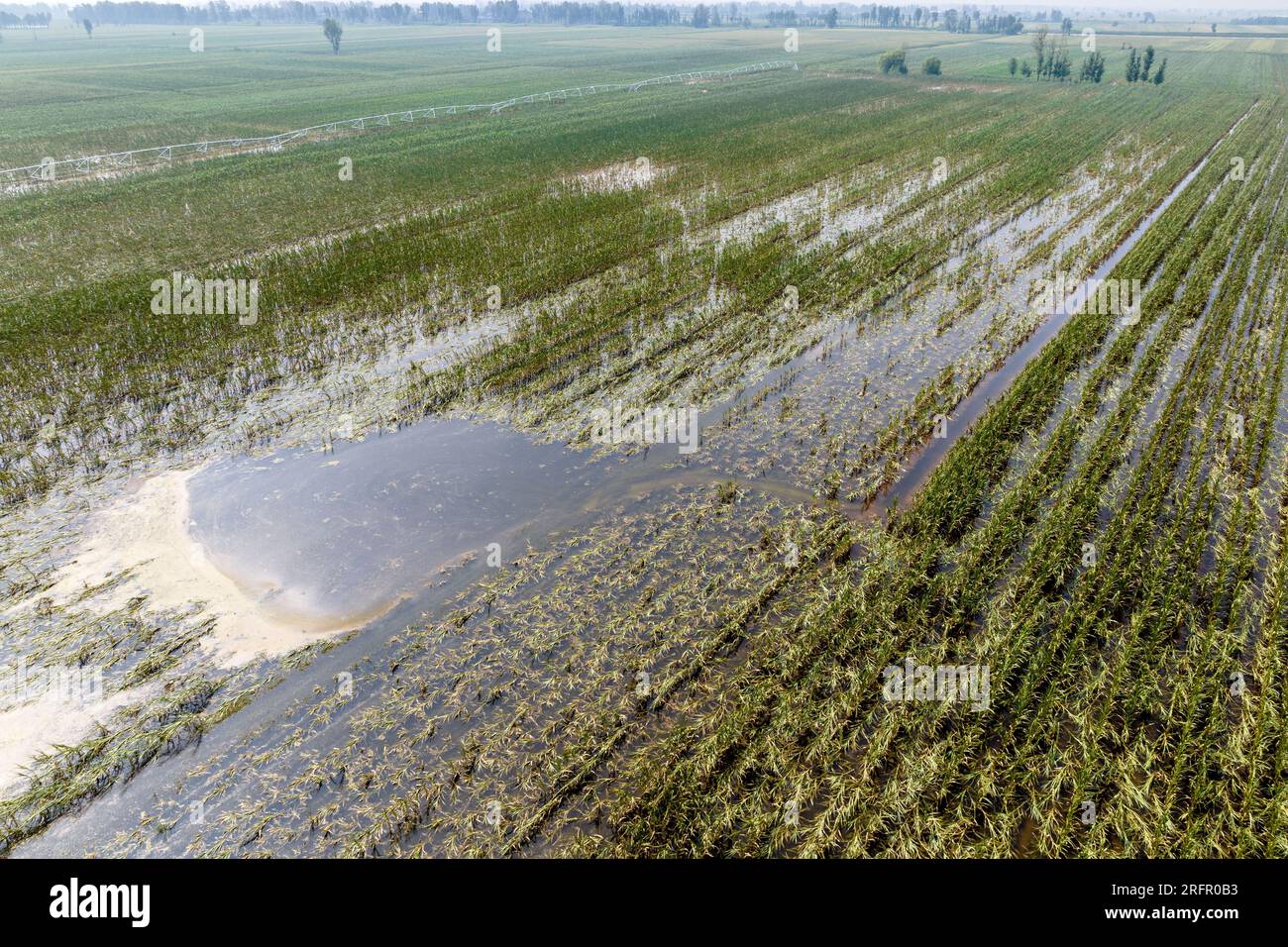 Xinx hi-res stock photography and images - Alamy