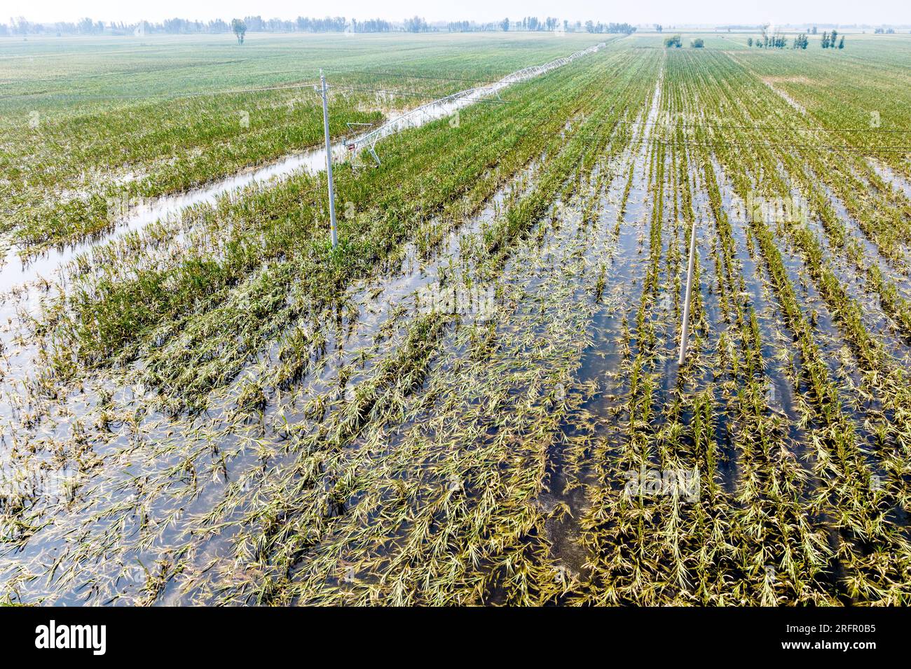 Xinx hi-res stock photography and images - Alamy