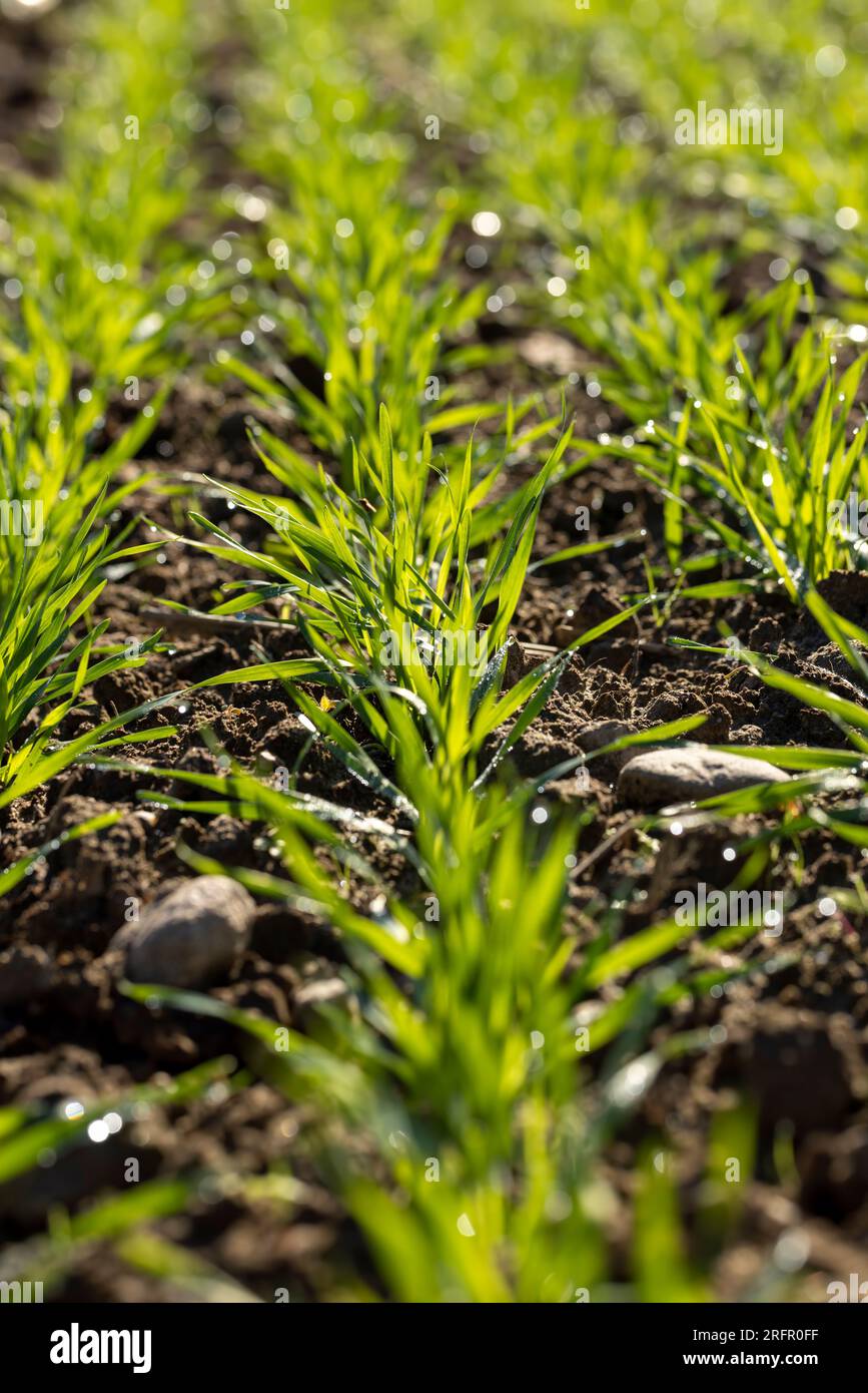 Winter wheat variety covered with dew drops after frost, green fresh ...
