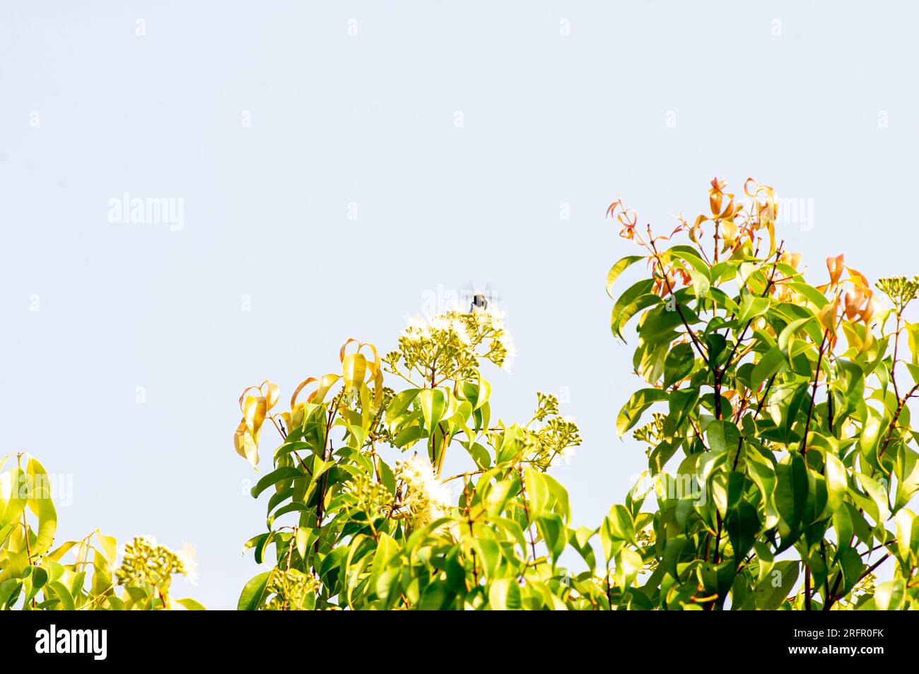 Aniseed Myrtle, Syzygium anisatum, ringwood and aniseed tree leaves and ...