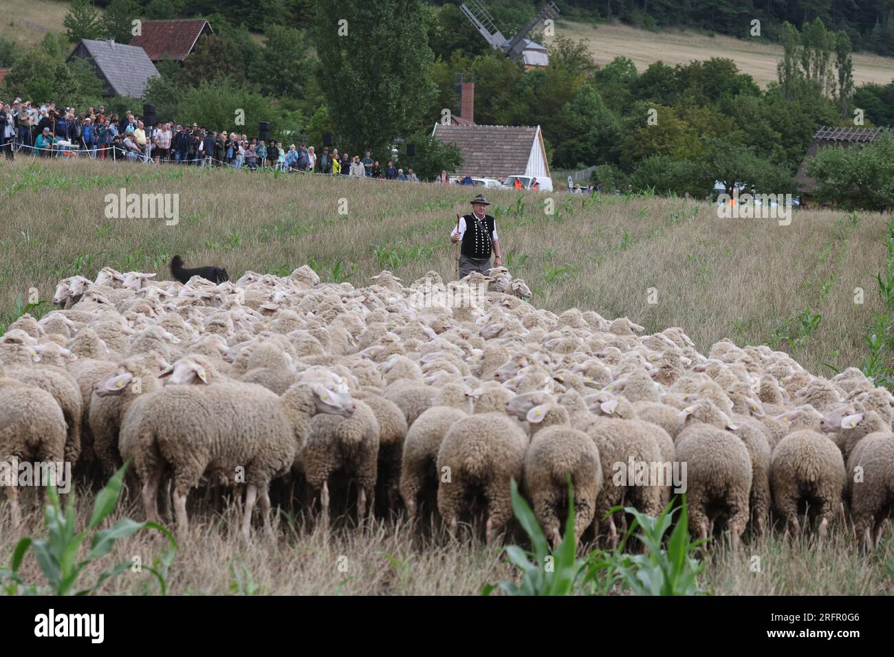 Hohenfelden, Germany. 05th Aug, 2023. Shepherd Klaus Dieter Knoll from ...
