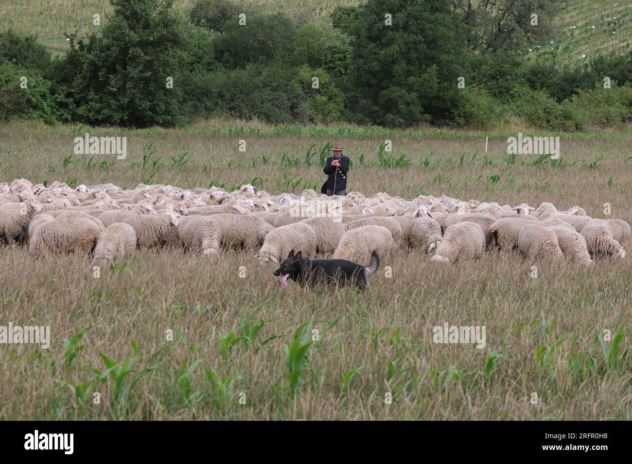 Hohenfelden, Germany. 05th Aug, 2023. Shepherd Herbert Kind from ...