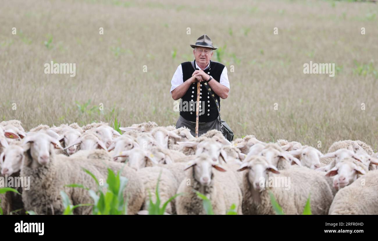 Hohenfelden, Germany. 05th Aug, 2023. Shepherd Klaus Dieter Knoll from ...