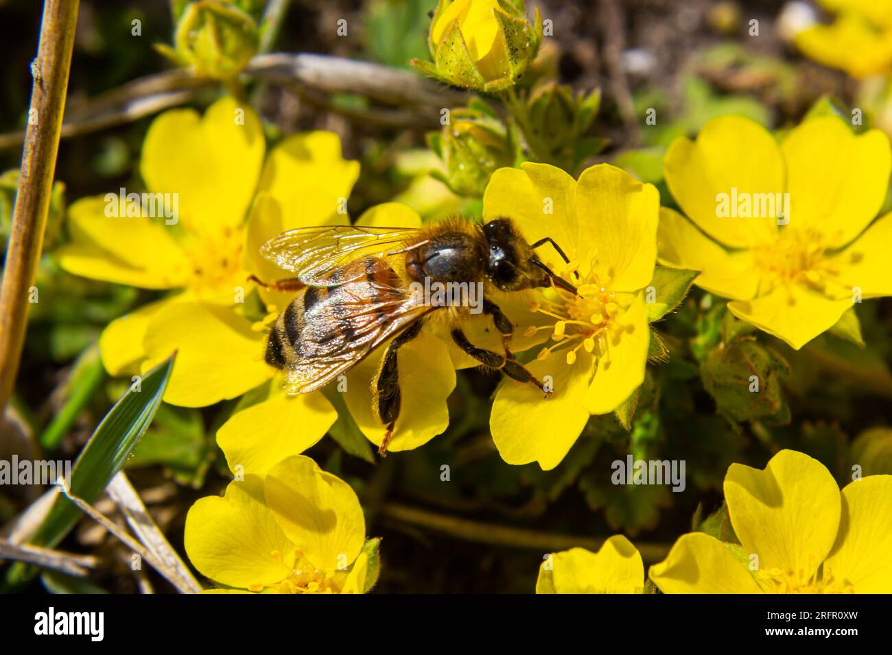 bee collects nectar from Potentilla arenaria, Tormentilla erecta ...