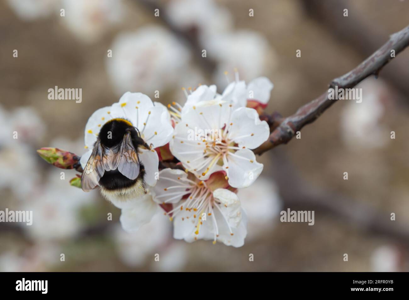 Cute little bumblebee collecting pollen from white apricot blossoms in ...