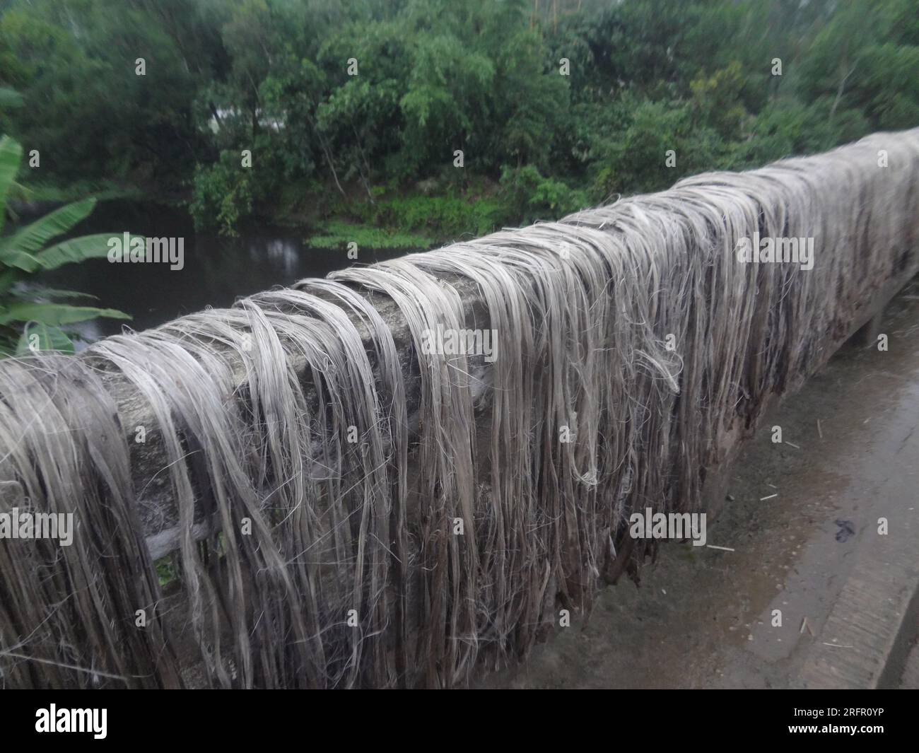 Bangladesh jute dry hi-res stock photography and images - Alamy