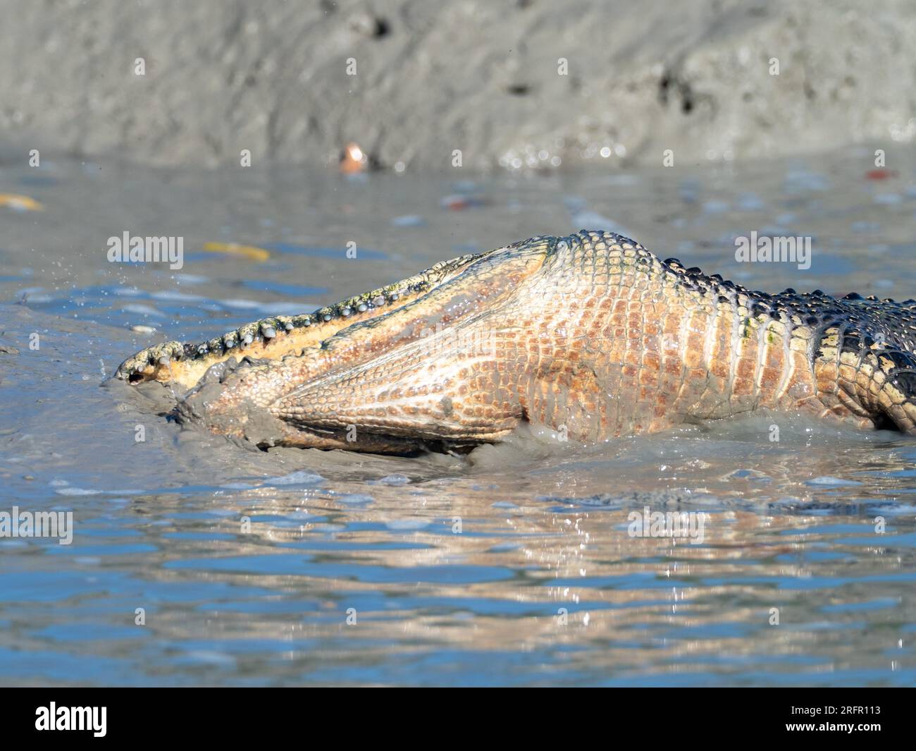 Crocodylus porosus, the saltwater crocodile feeding in the mud in the ...