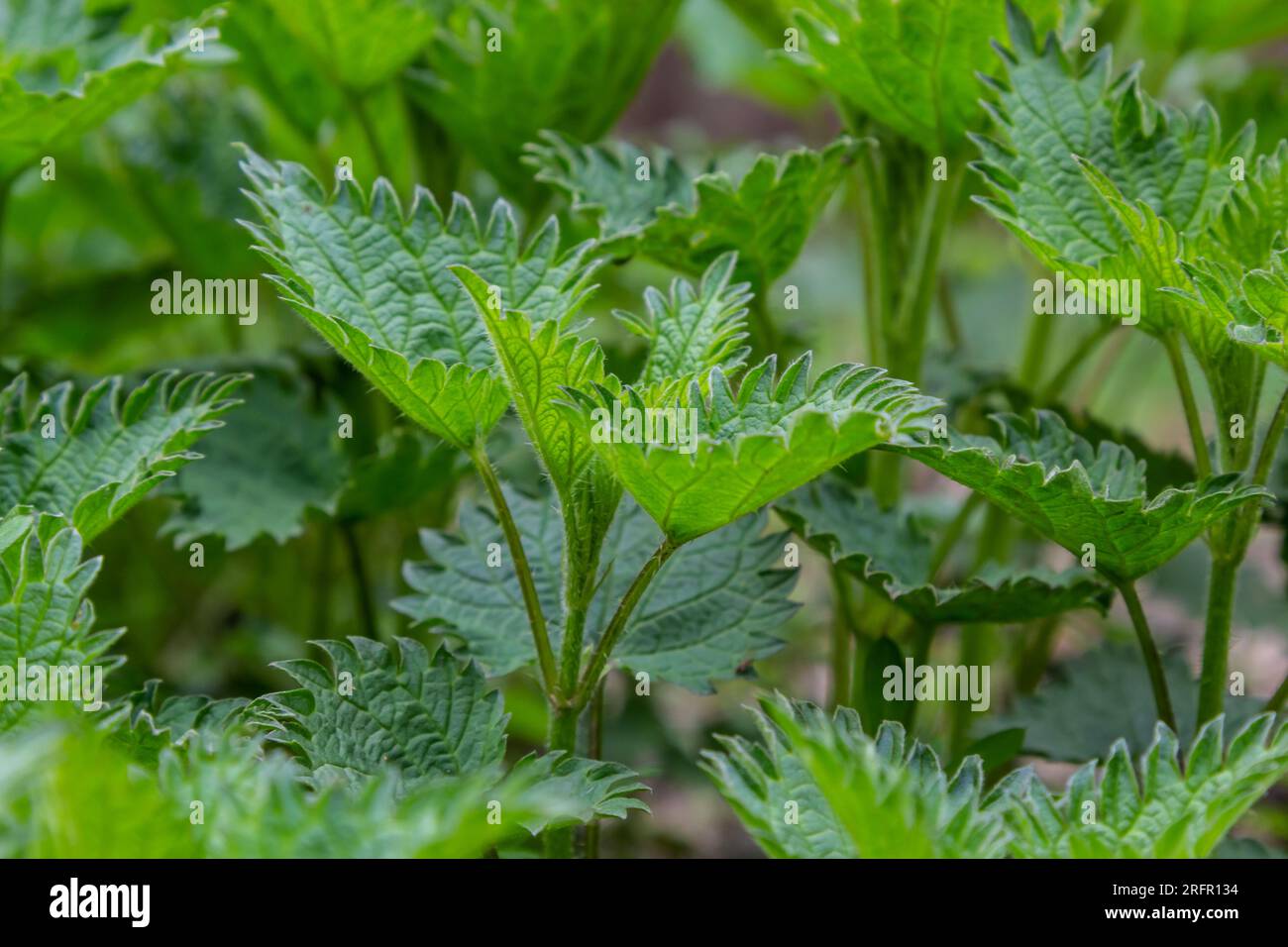 Bush of stinging-nettles. Nettle leaves. Top view. Botanical pattern ...
