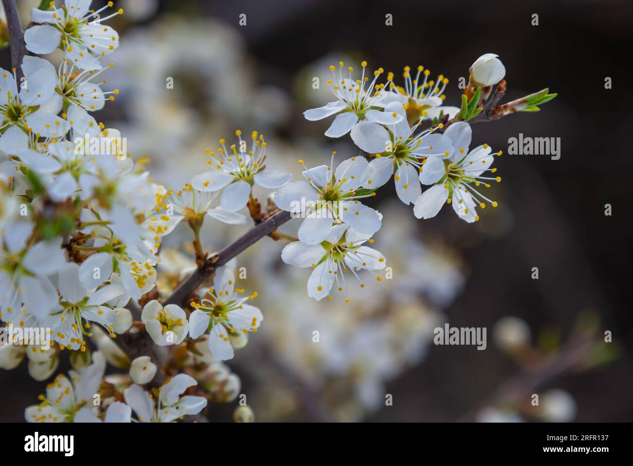 Blackthorn Family Tree