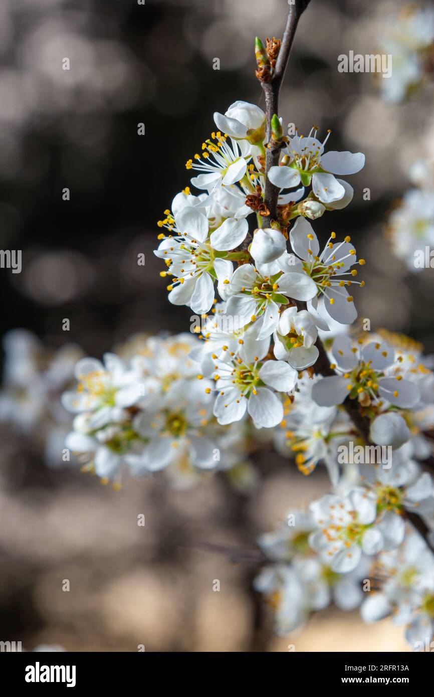 Blackthorn prunus spinosa sloe plant shrub white flower bloom blossom ...