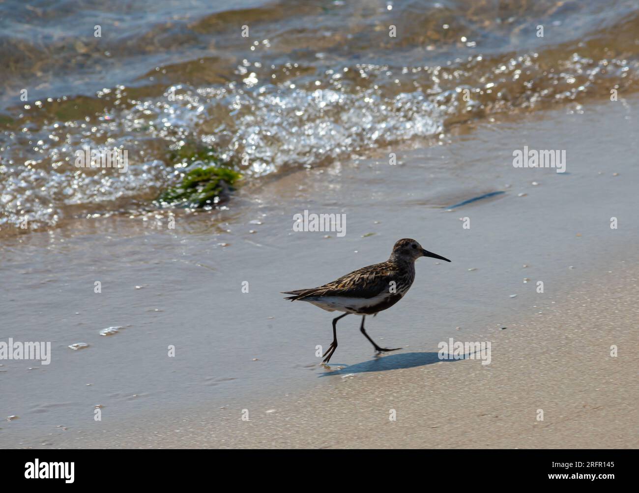 A Dunlin is walking on the beach. Also known as a Red-backed Sandpiper ...