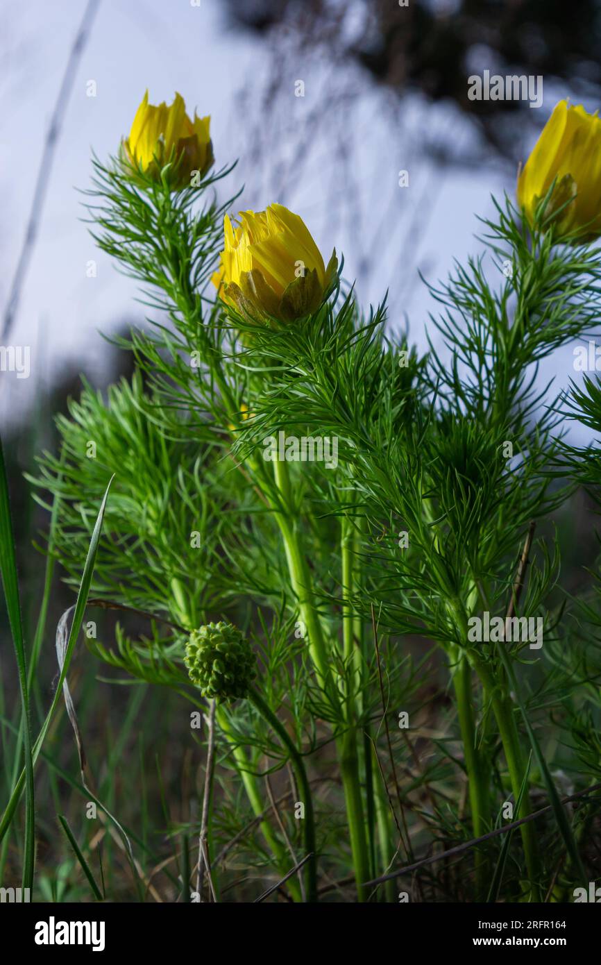 Spring adonis yellow flowers hi-res stock photography and images - Alamy