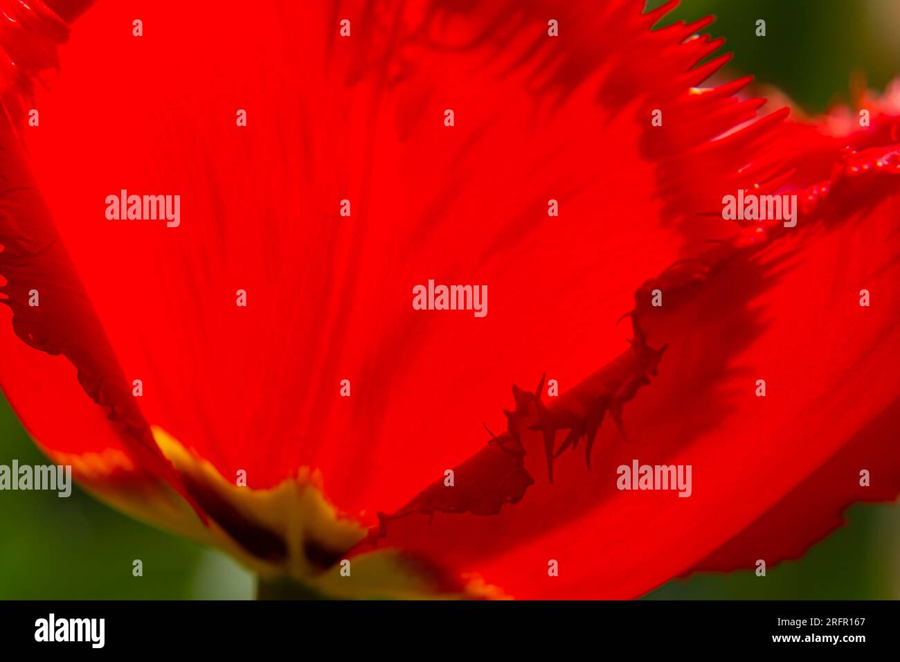 Red blooming tulip close-up. Wet wide red tulip petals with a black core and shiny water drops ...