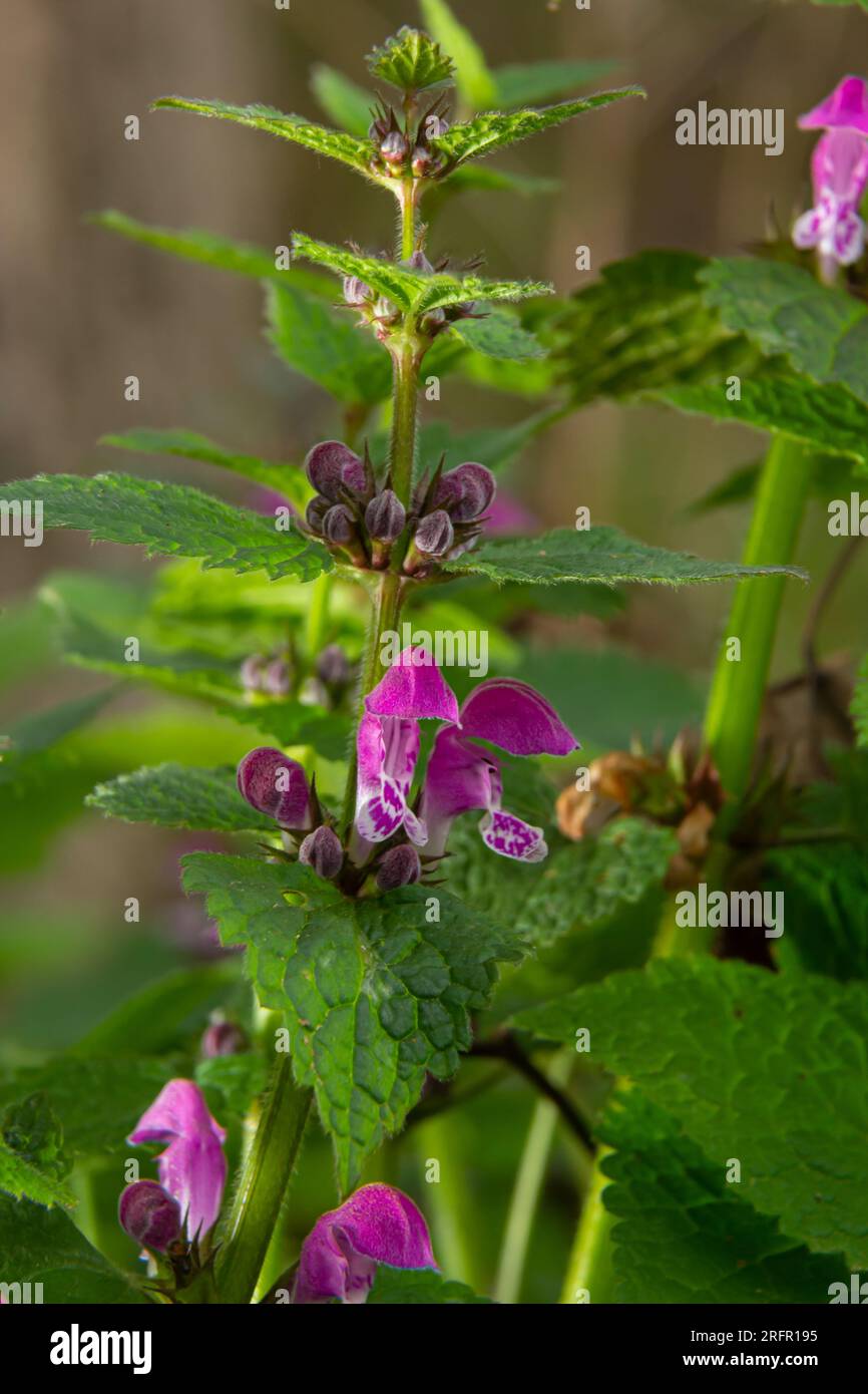 Blooming Lamium maculatum Roseum, spotted henbit, spotted dead-nettle ...