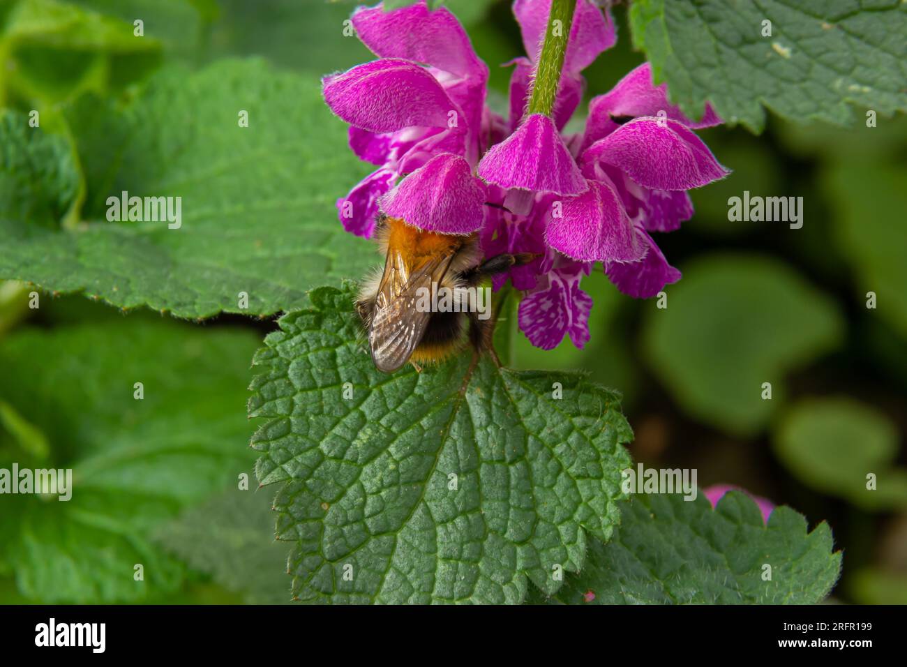 Large fluffy bumblebee closeup. Background with a bumblebee pollinating ...