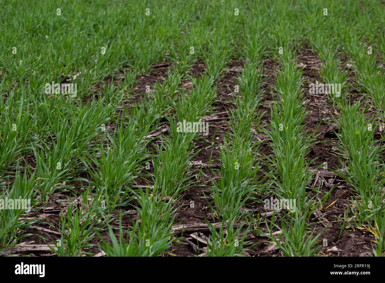 Shoots young winter wheat hi-res stock photography and images - Alamy