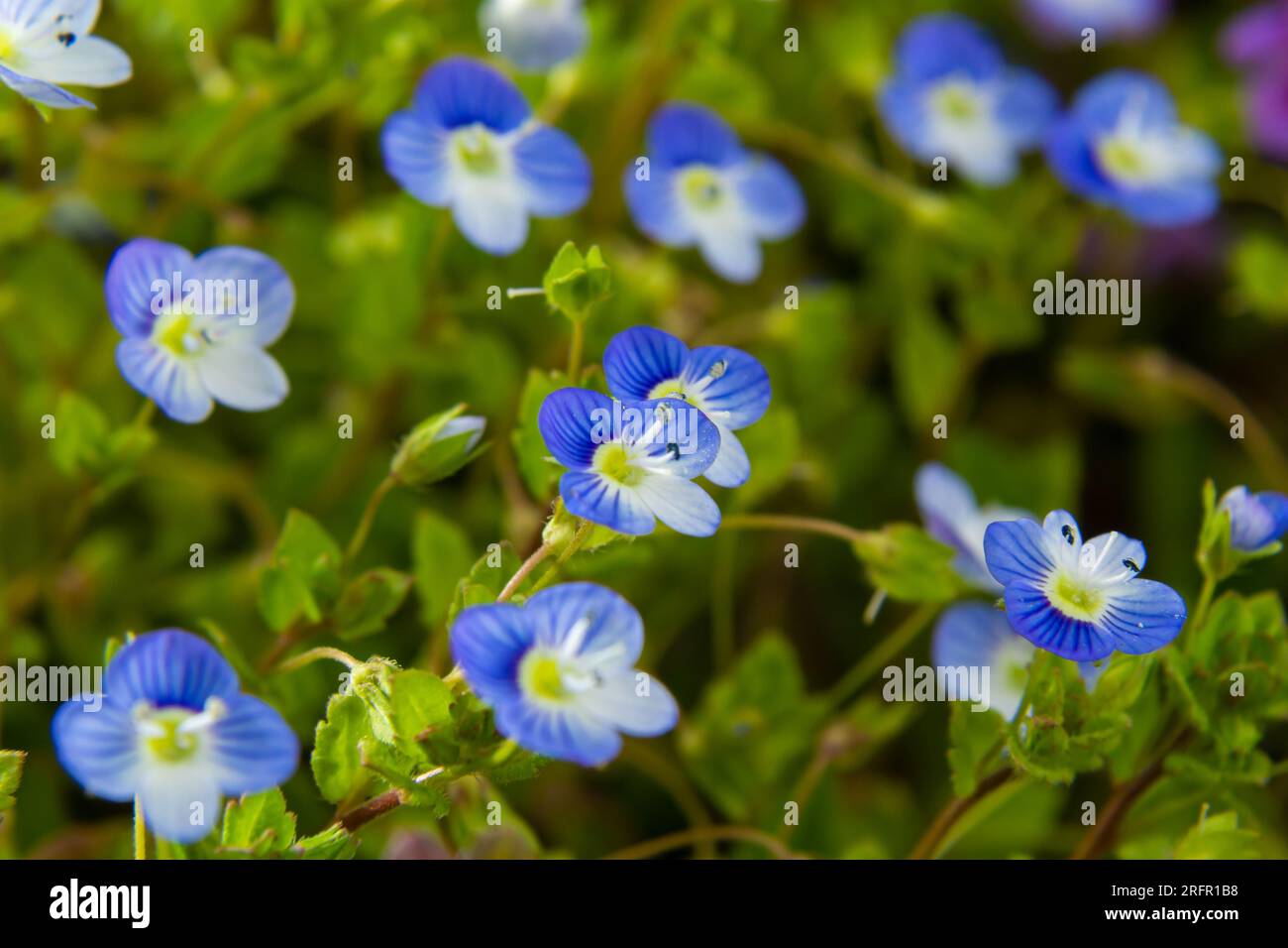 Macro photography of birdeye speedwell, veronica persica, at soft ...