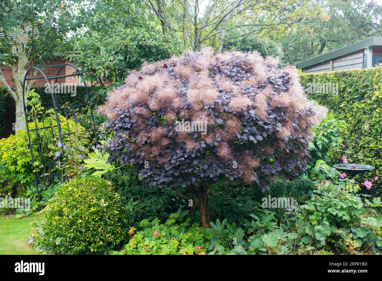 Royal purple hi-res stock photography and images - Alamy