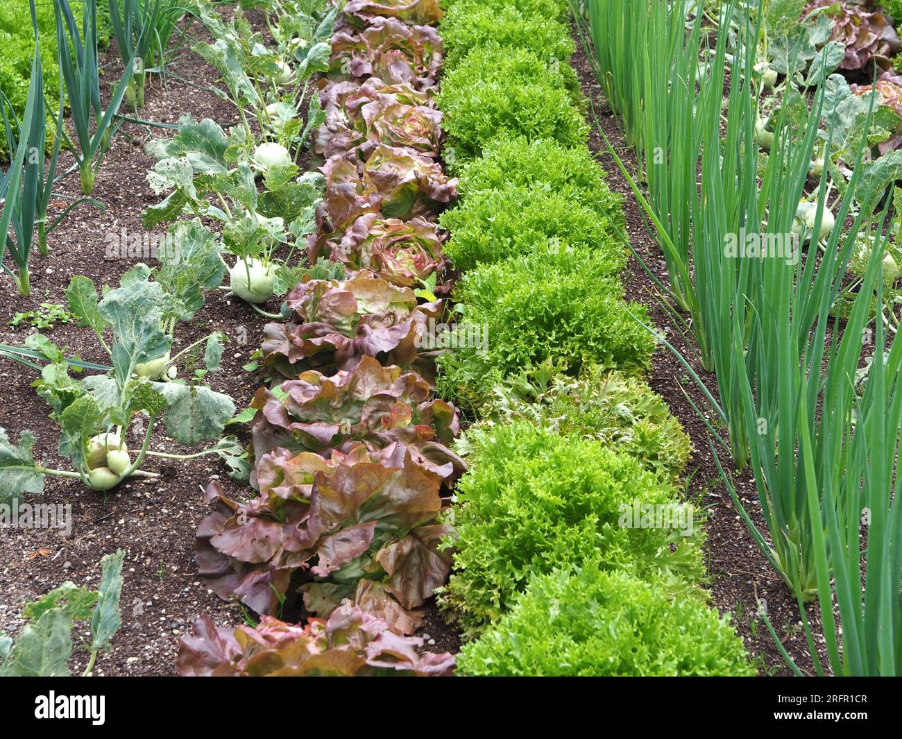 Vegetable garden with neat rows of lettuces and vegetables Stock Photo ...