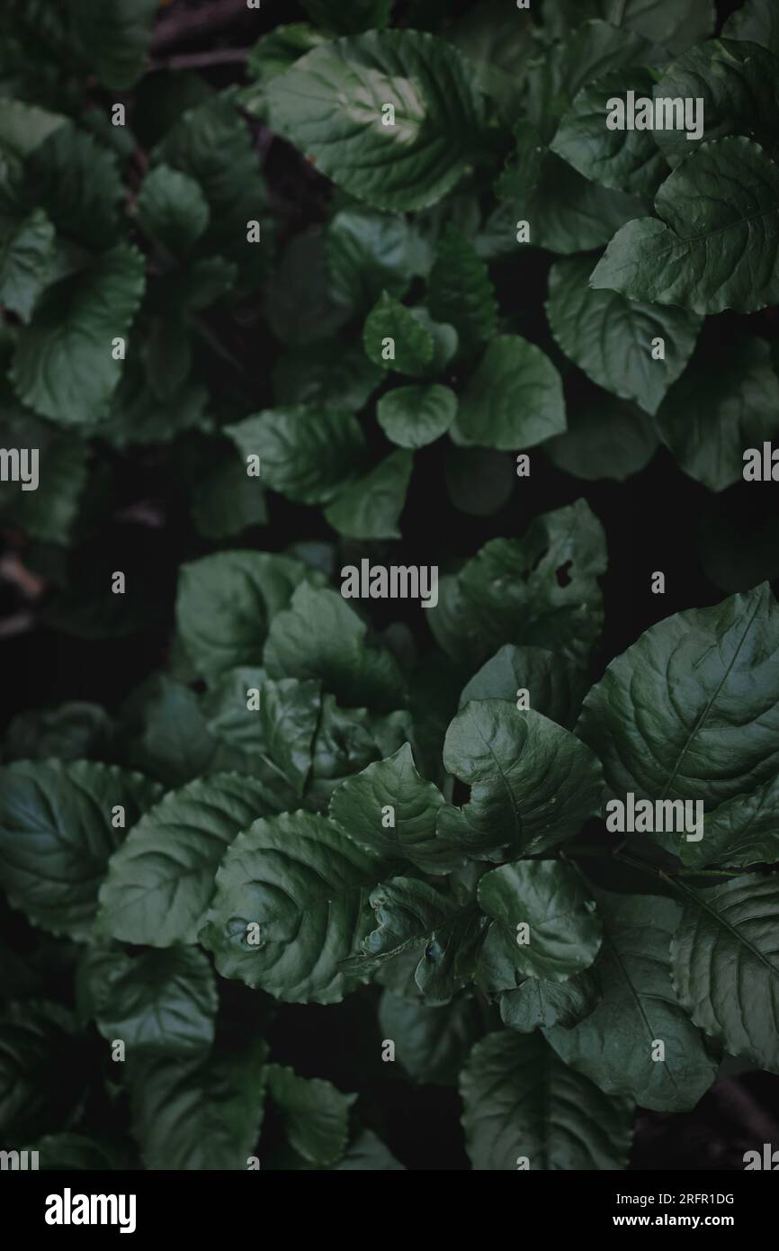 Vibrant green leaf showcasing growth and freshness. Moody tone, shiny ...