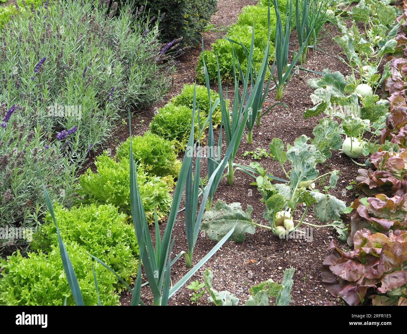 Vegetable garden with neat rows of lettuces and vegetables Stock Photo ...