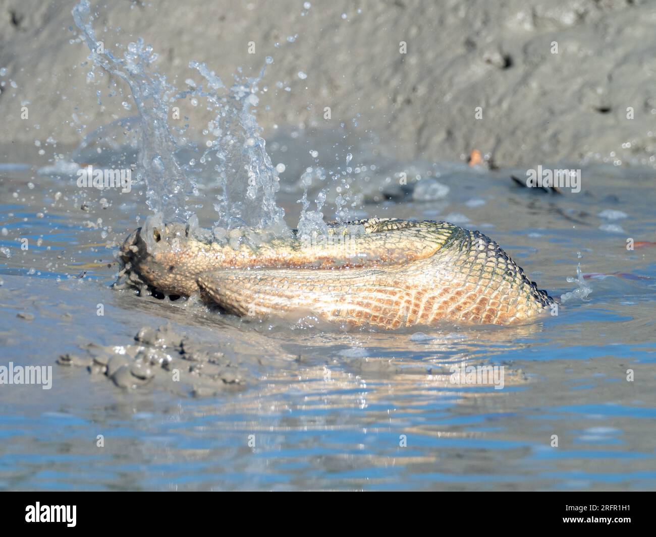Crocodylus porosus, the saltwater crocodile feeding in the mud in the ...