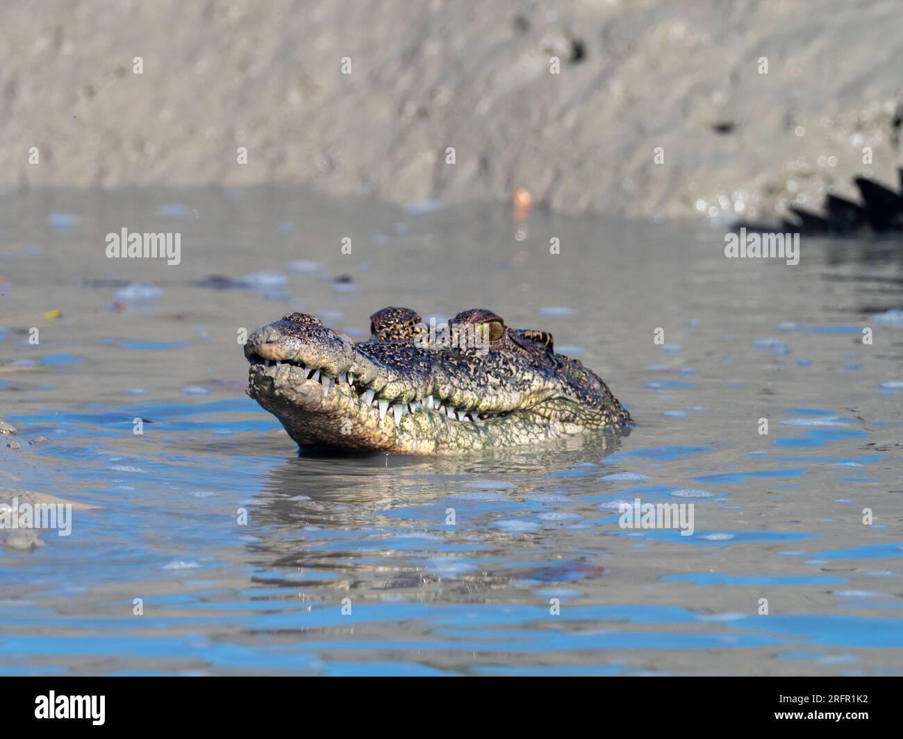 Crocodylus porosus, the saltwater crocodile feeding in the mud in the ...