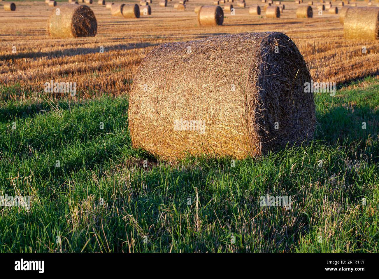 Straw stacks lying in the field after harvesting cereals, wheat straw ...