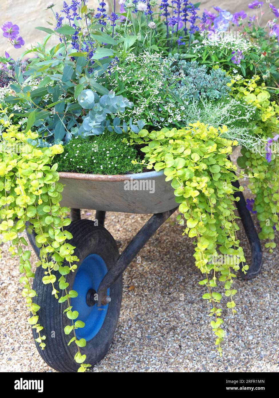 Wheelbarrow planted with flowers and plants Stock Photo - Alamy