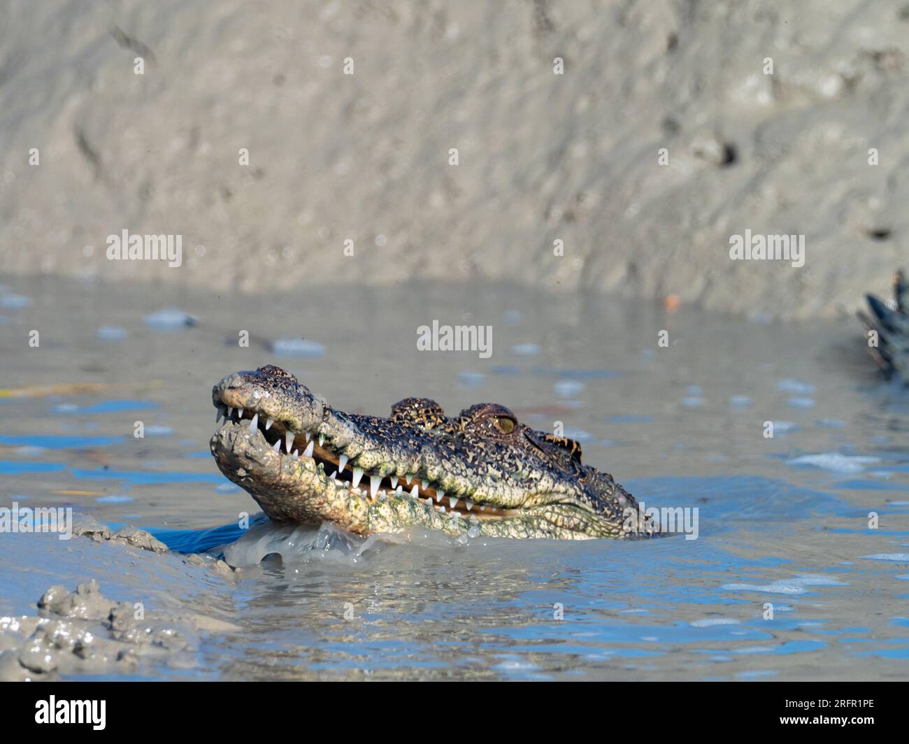 Crocodylus porosus, the saltwater crocodile feeding in the mud in the ...