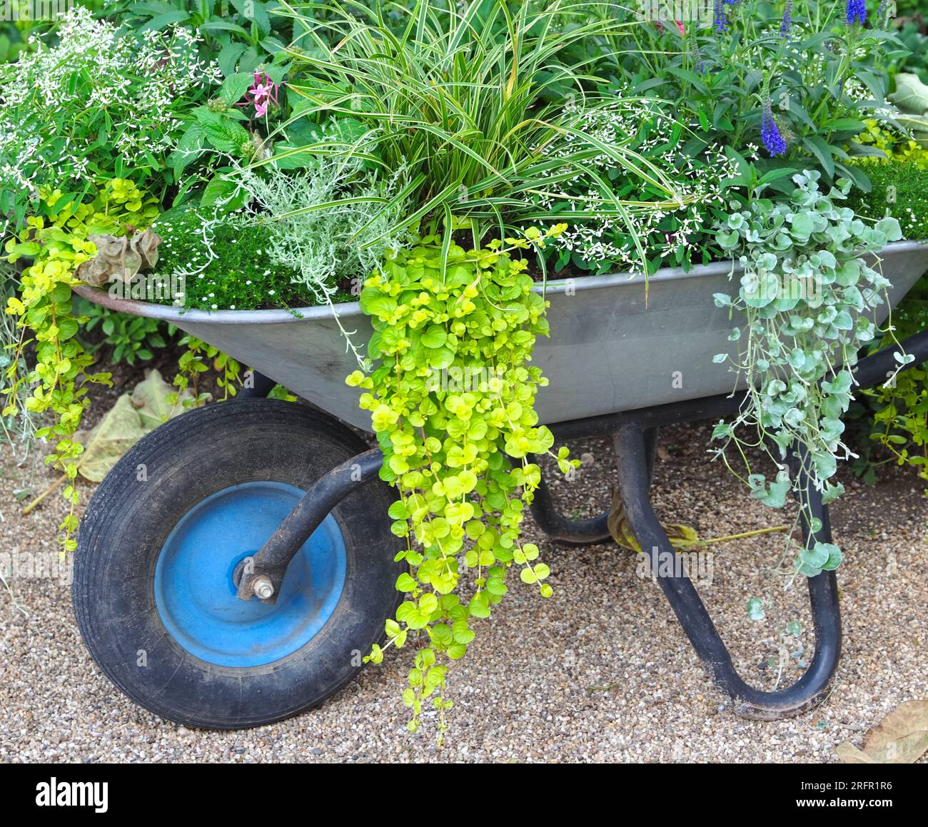 Wheelbarrow flowers hi-res stock photography and images - Alamy