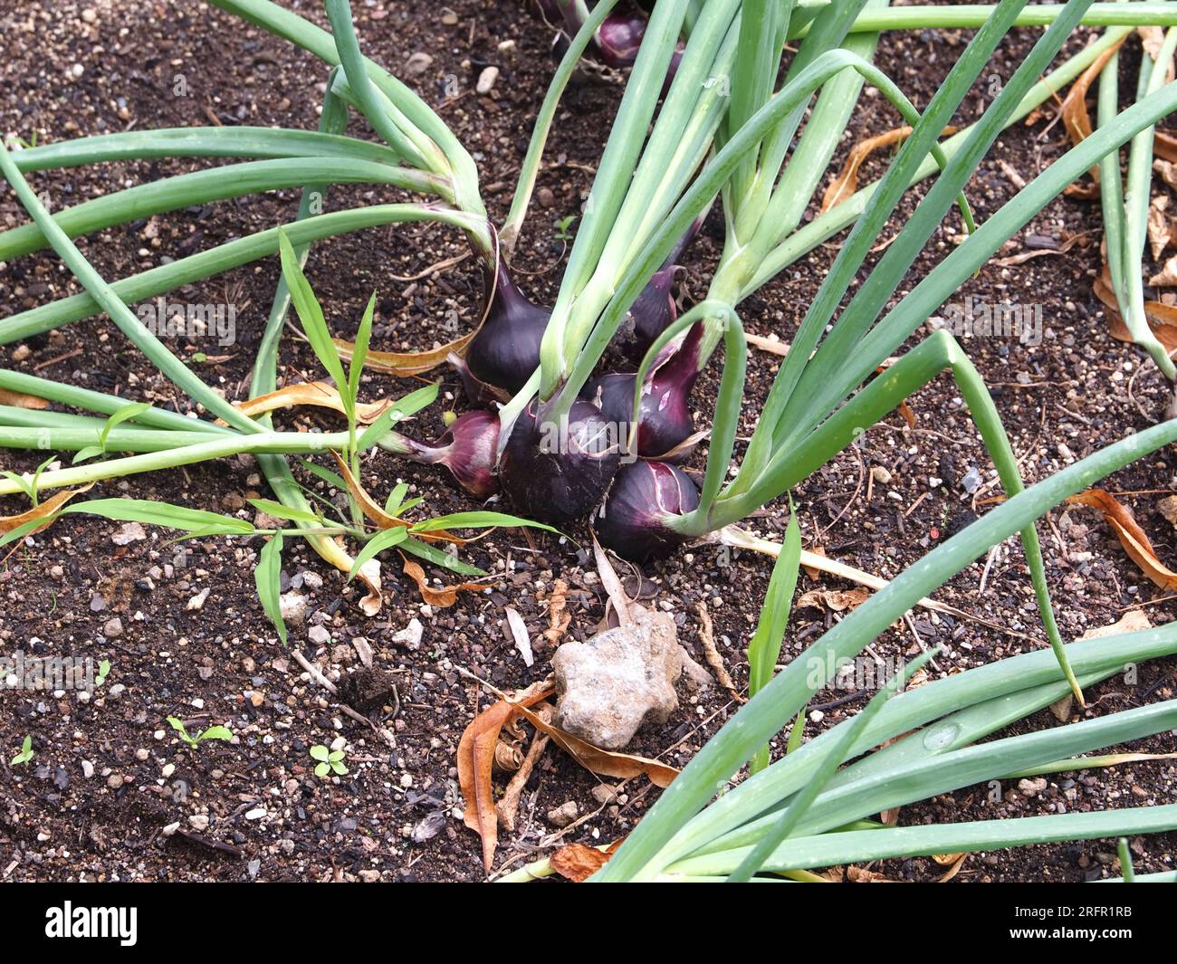 red onions grow in a field Stock Photo - Alamy