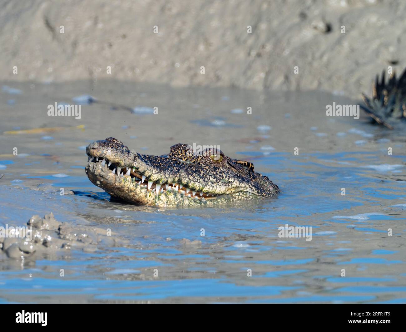 Crocodylus porosus, the saltwater crocodile feeding in the mud in the ...