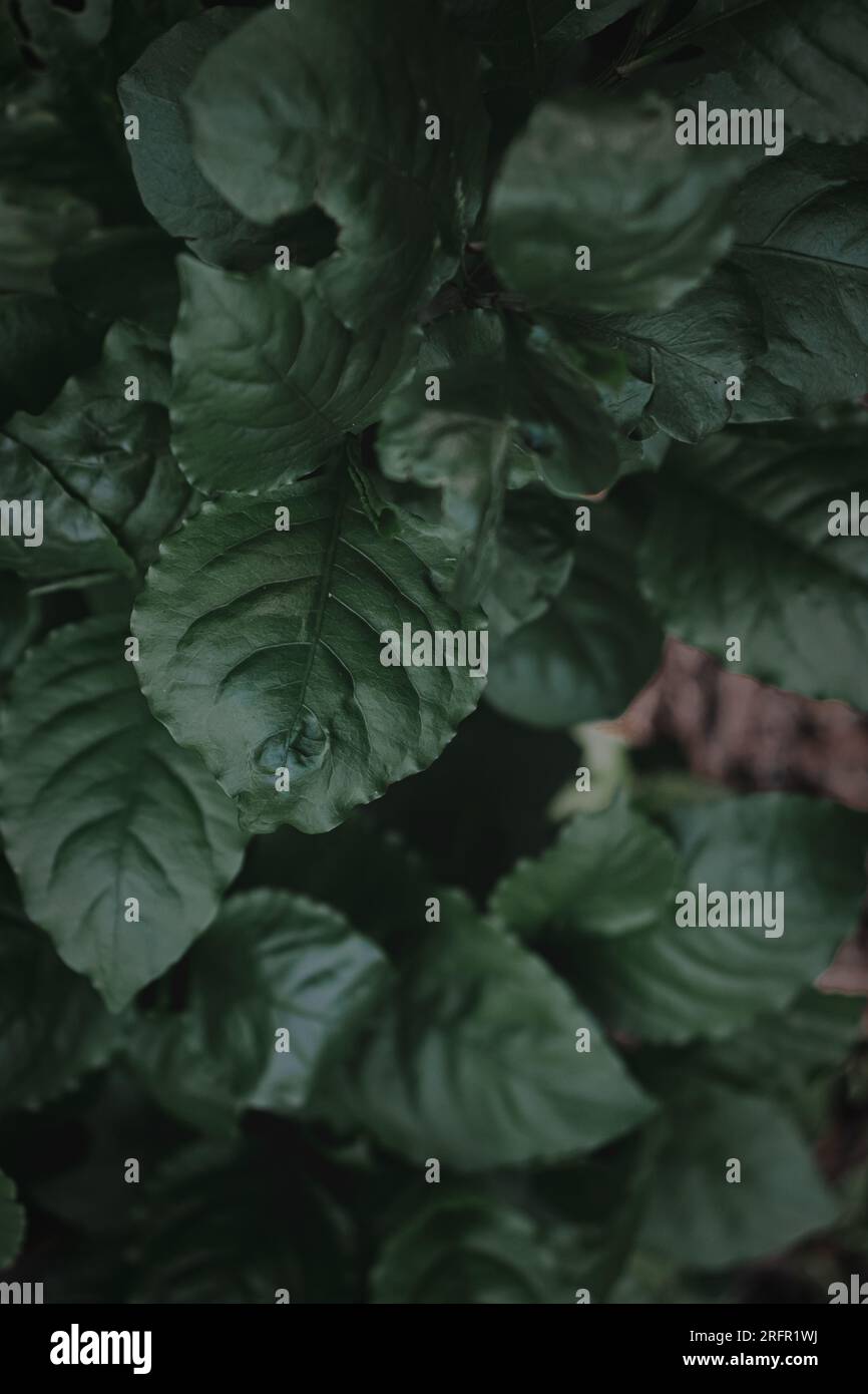 Vibrant green leaf showcasing growth and freshness. Moody tone, shiny ...