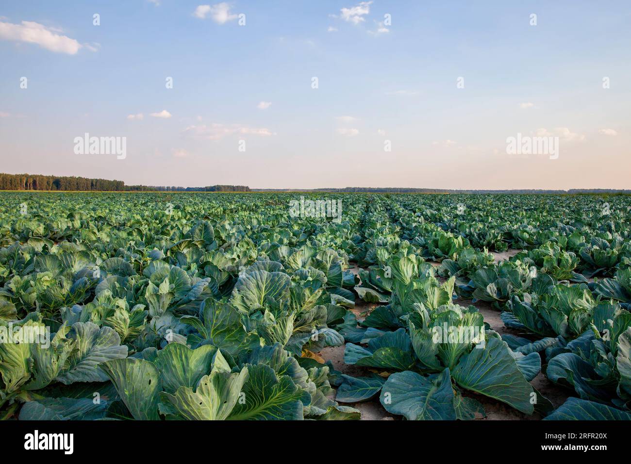 An agricultural field where white cabbage is grown, a field with ...