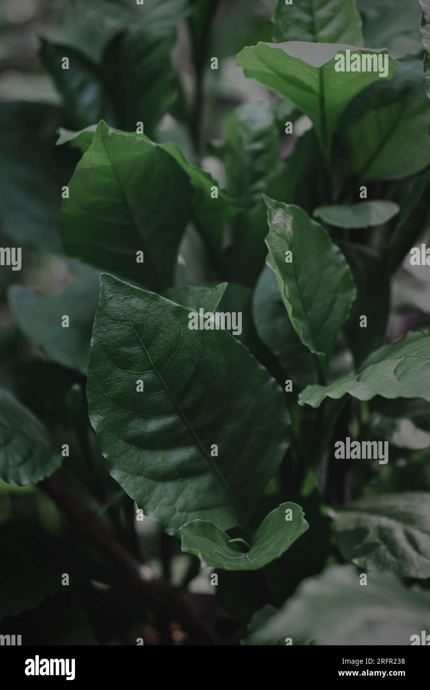 Vibrant green leaf showcasing growth and freshness. Moody tone, shiny ...