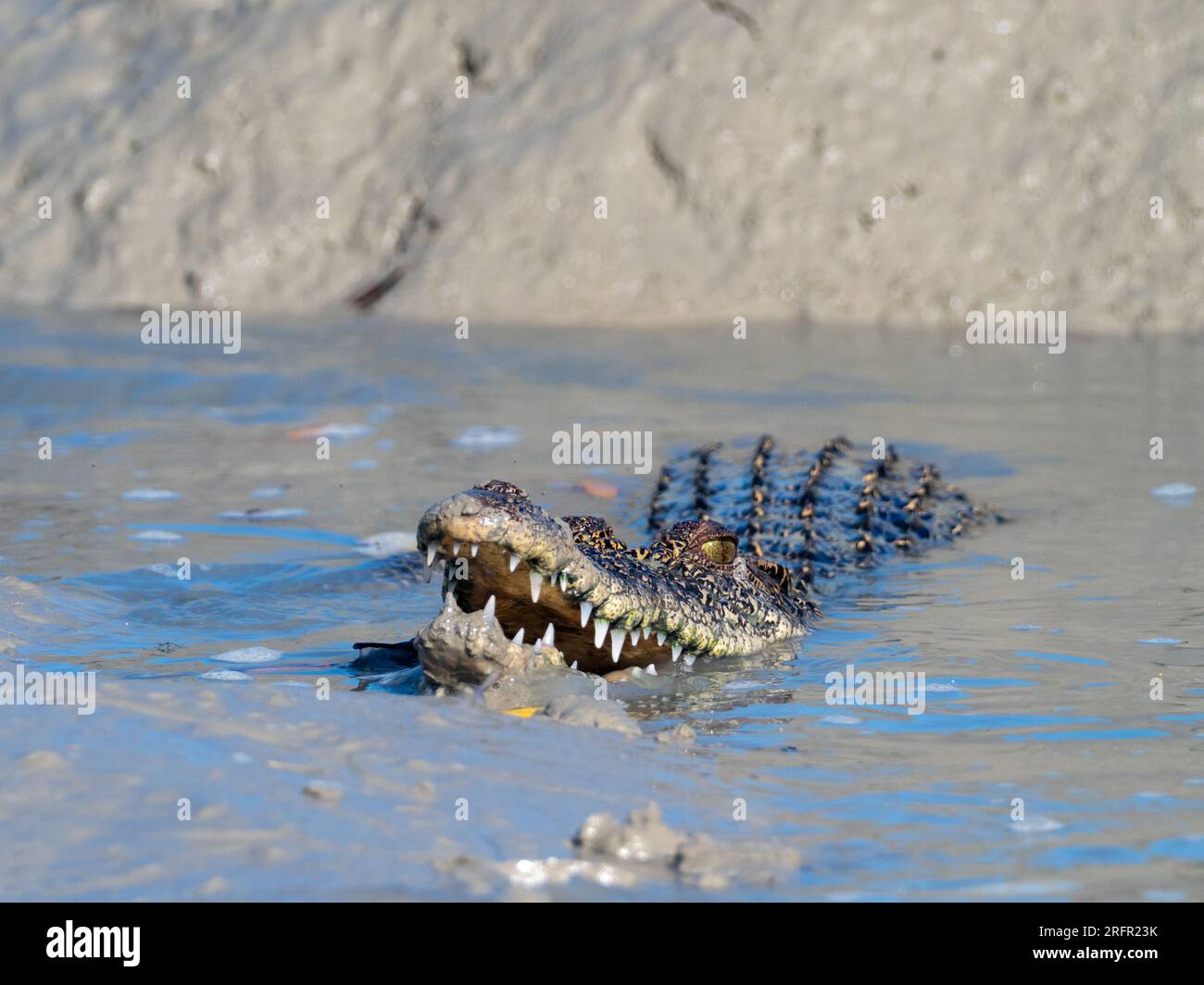 Crocodylus porosus, the saltwater crocodile feeding in the mud in the ...