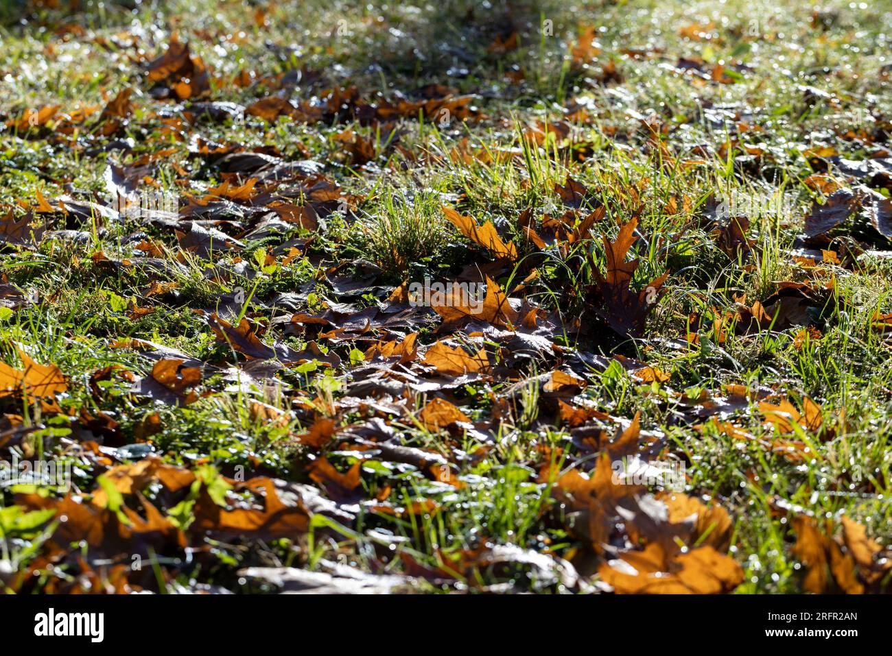 Fallen to the ground dry maple foliage in the autumn season, beautiful ...