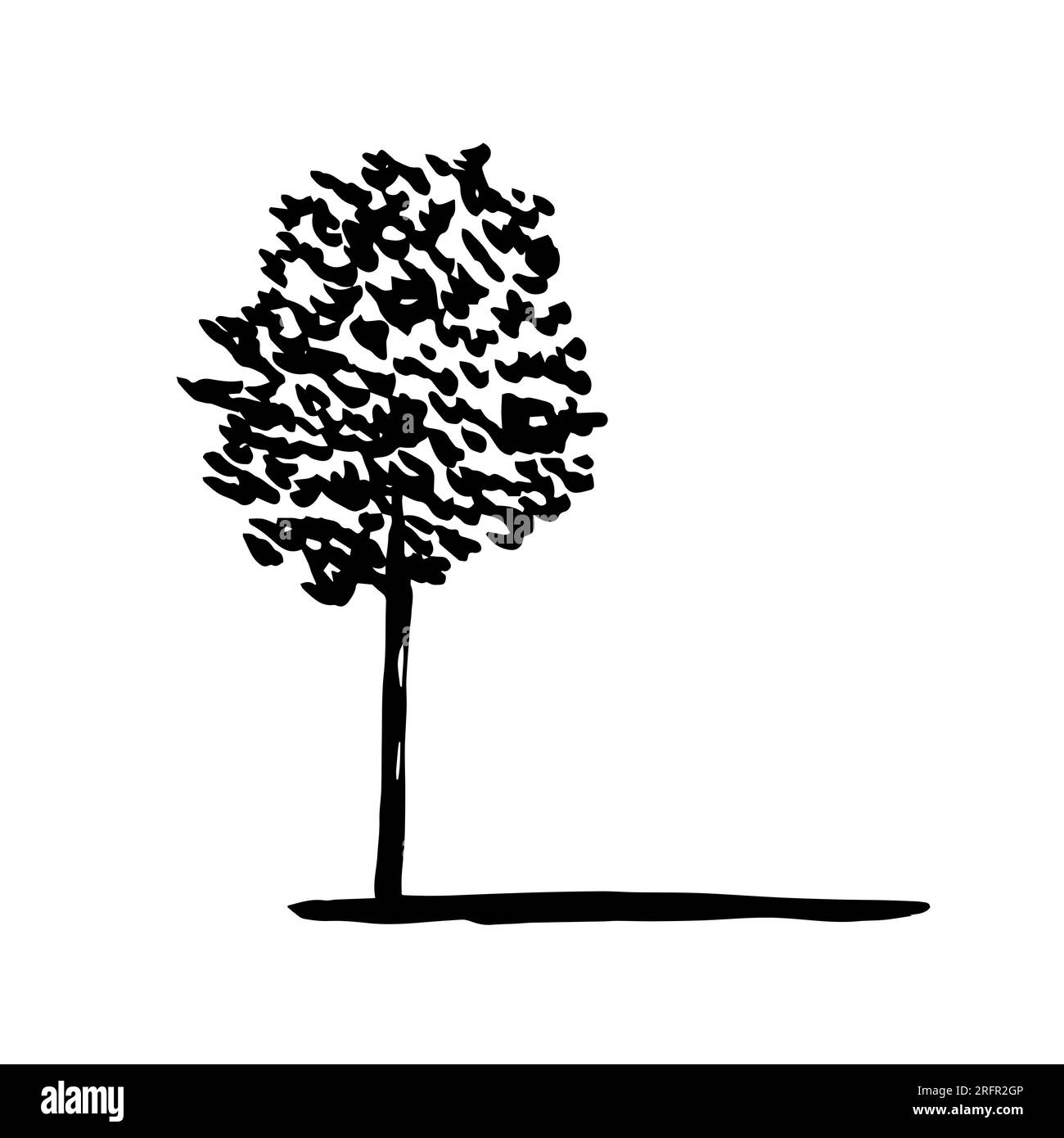 Hand drawn beech tree Stock Vector Image & Art - Alamy
