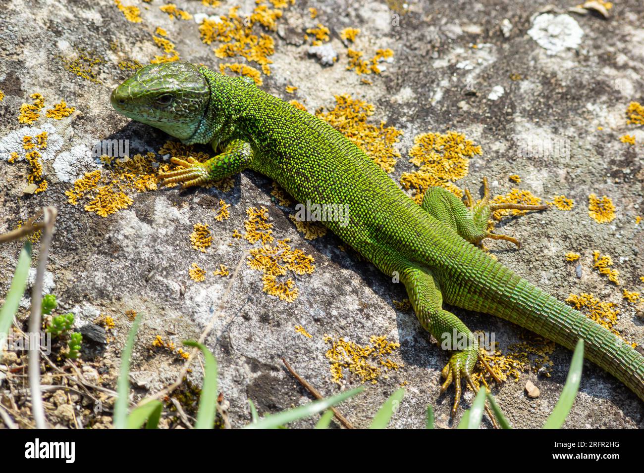 Green lizard, Lacerta viridis, is a species of lizard of the genus ...